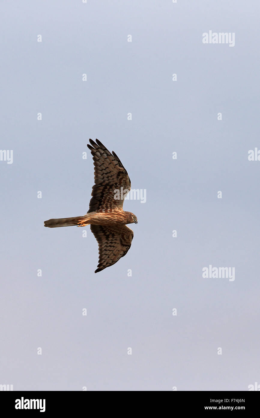 Montagu's Harrier (Circus pygargus Stock Photo - Alamy
