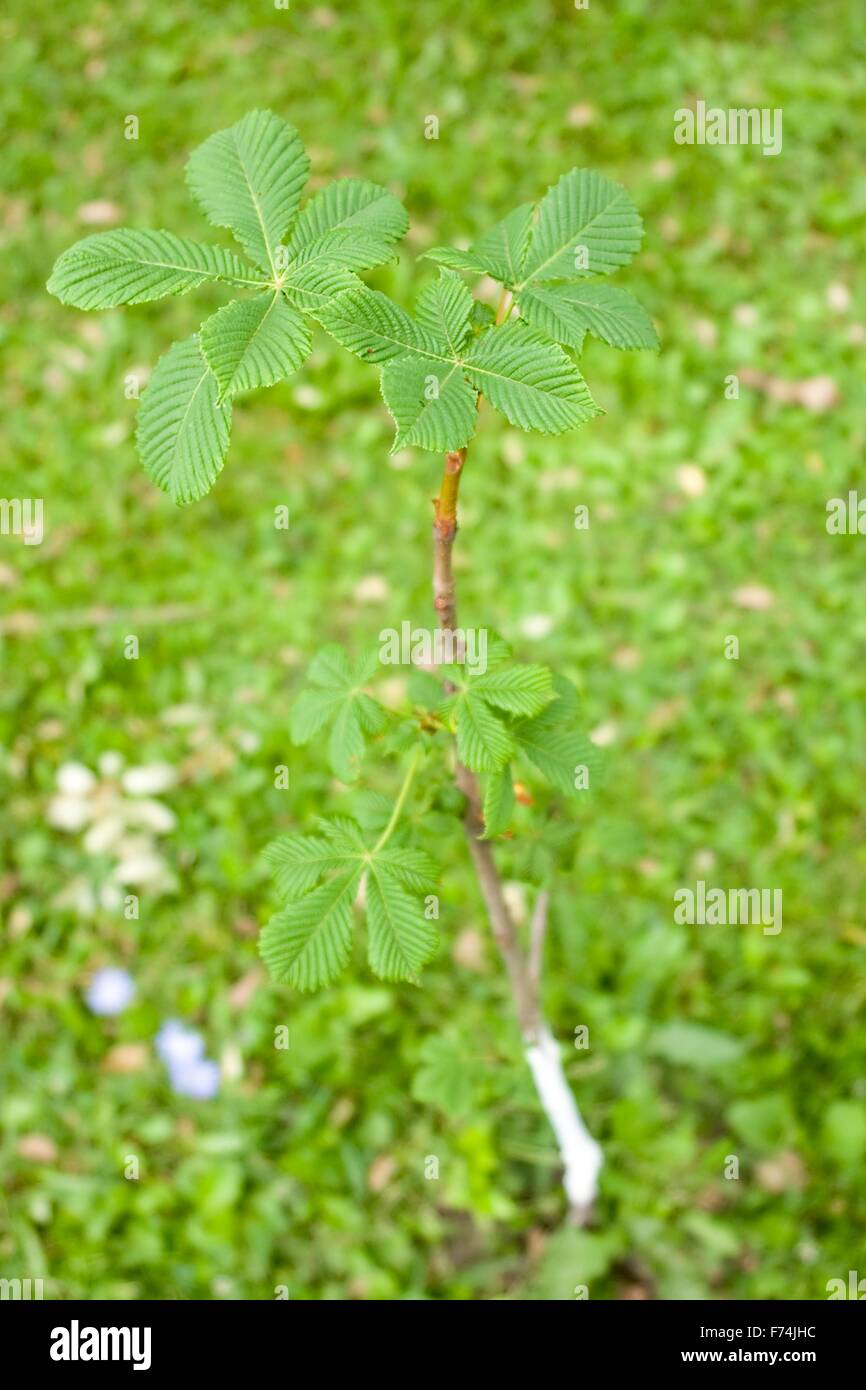 Dwarf chestnut hi-res stock photography and images - Alamy