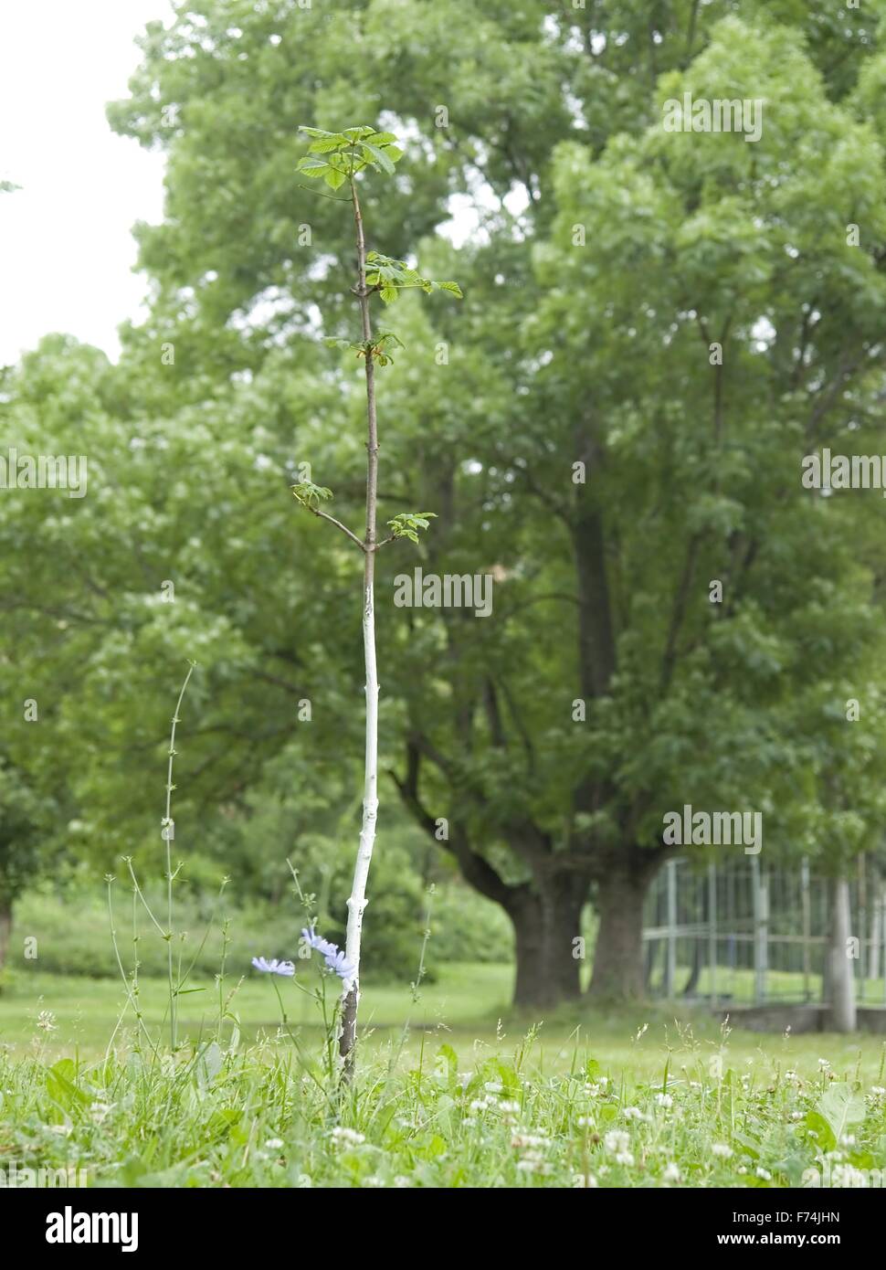 Dwarf chestnut tree hi-res stock photography and images - Alamy