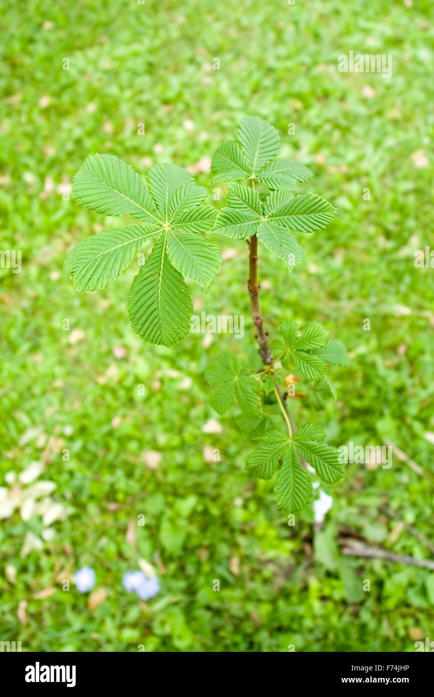 Dwarf chestnut tree hi-res stock photography and images - Alamy