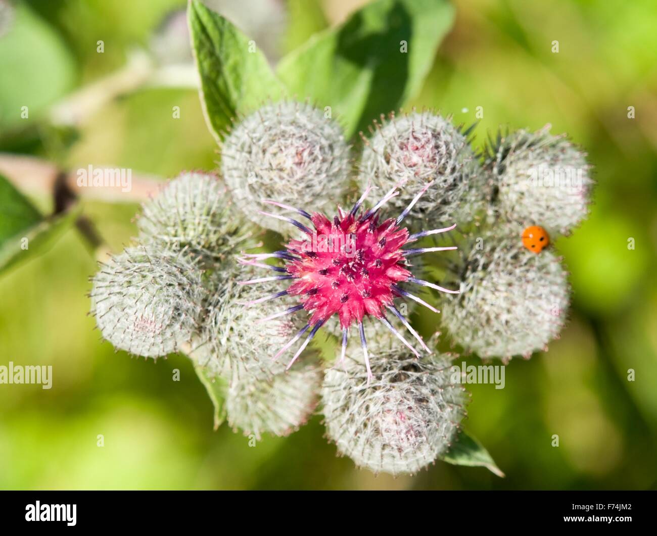 Burdocks High Resolution Stock Photography and Images - Alamy