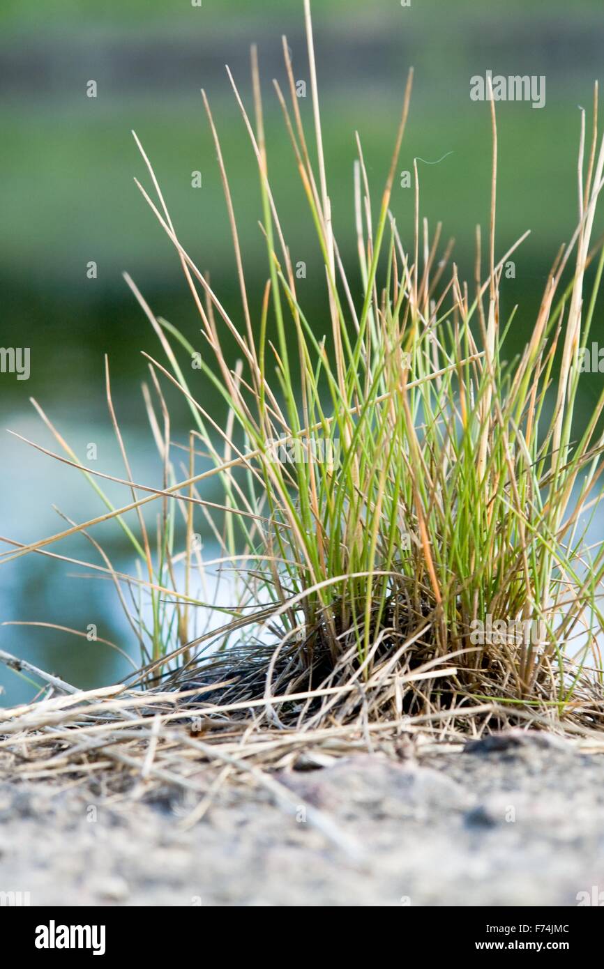 small grassy bush Stock Photo - Alamy