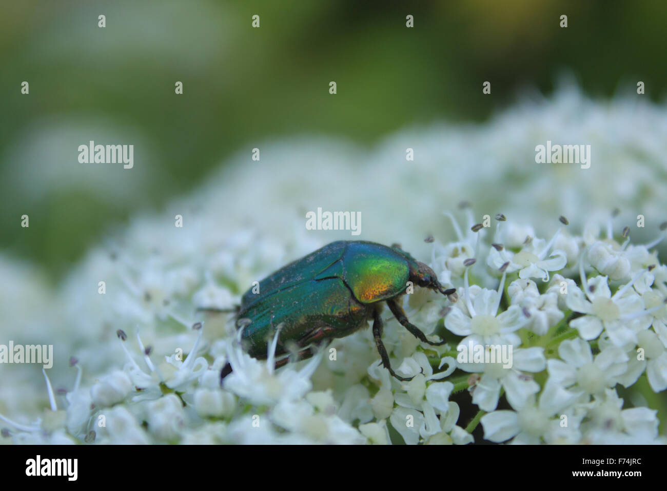 Bronze insect hi-res stock photography and images - Alamy