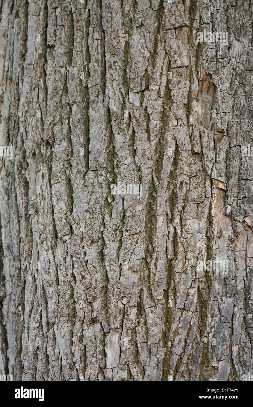 Chestnut tree bark Stock Photo - Alamy