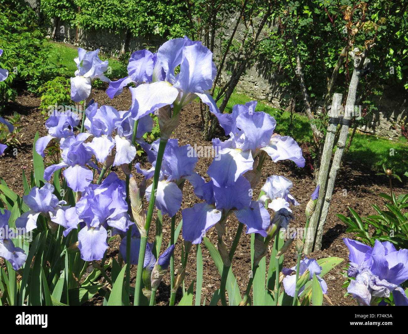 Iris "Harriette Halloway" at Glenarm Castle, Northern Ireland Stock ...