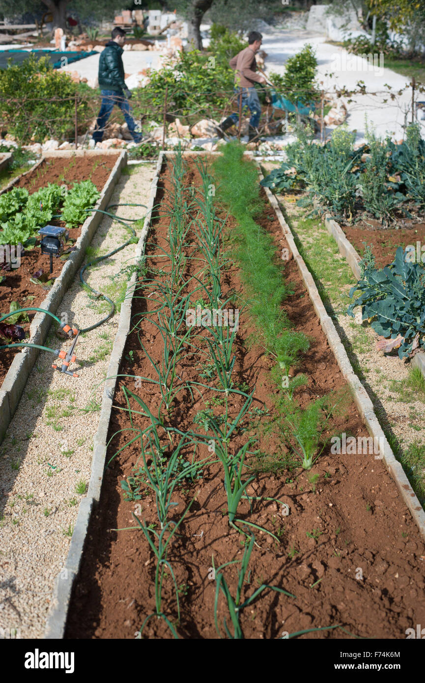 Planting spring onions in Puglia Italy Stock Photo - Alamy