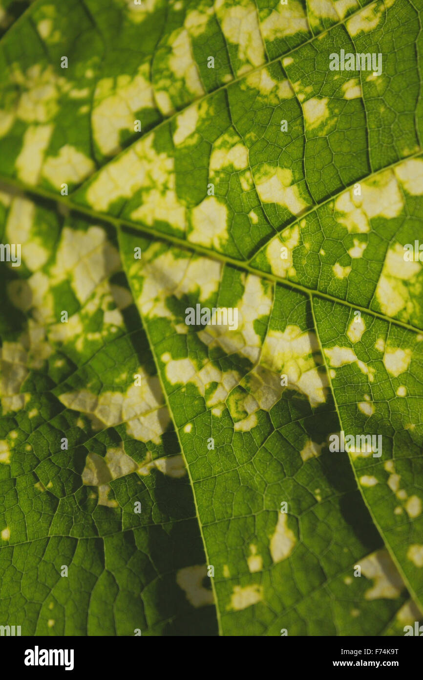 Grape leaf texture Stock Photo - Alamy