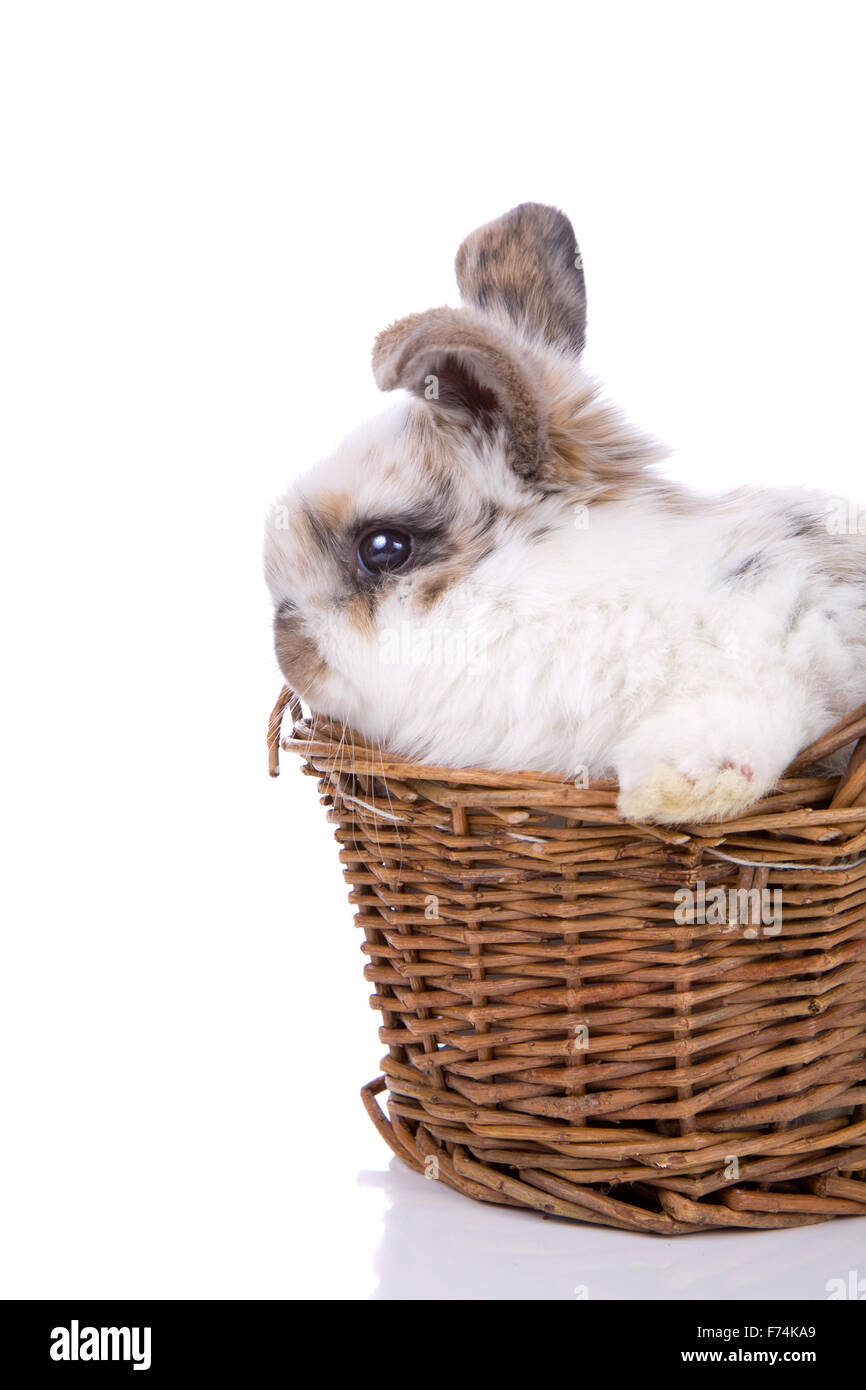 Bunny in basket Stock Photo - Alamy
