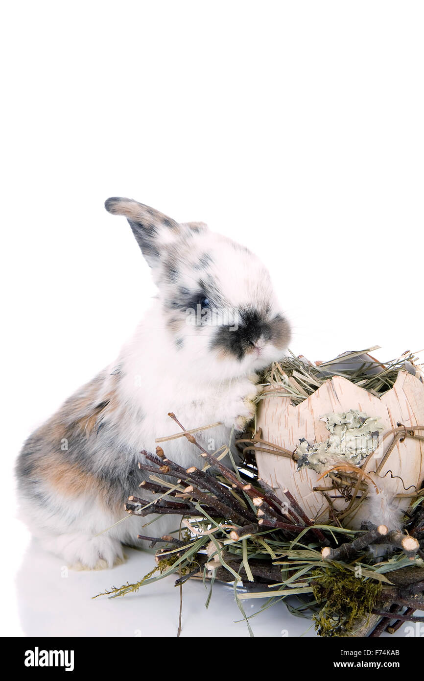 Cute bunnies easter egg hi-res stock photography and images - Alamy