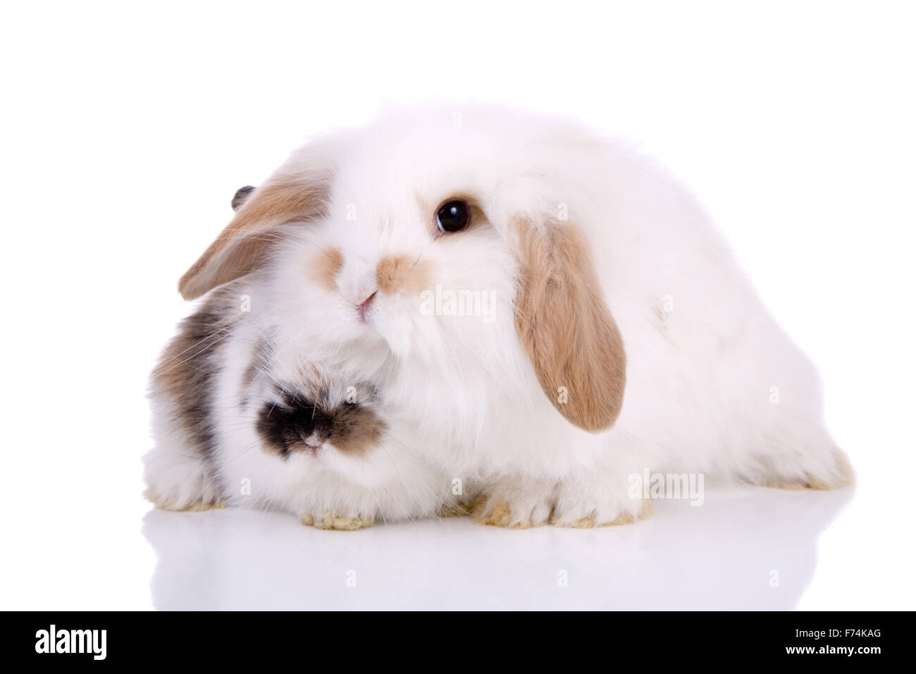 Protecting my little friend Stock Photo - Alamy