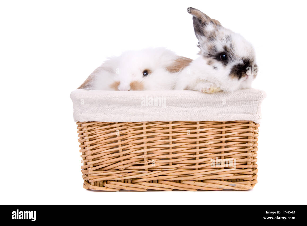 Bunnies in a basket Stock Photo - Alamy