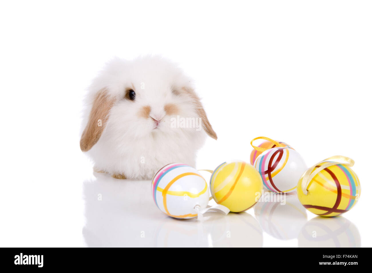 Funny bunny hi-res stock photography and images - Alamy