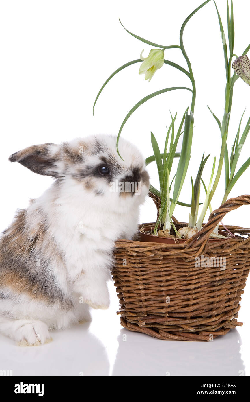 Bunnies cute hi-res stock photography and images - Alamy