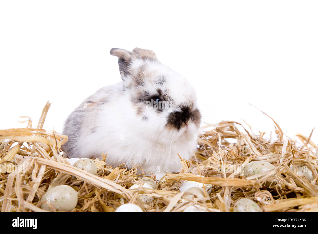 Cute easter bunny Stock Photo - Alamy