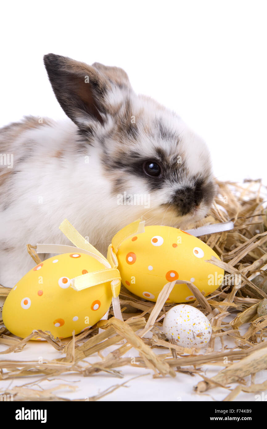 Small easter bunnies in hi-res stock photography and images - Alamy