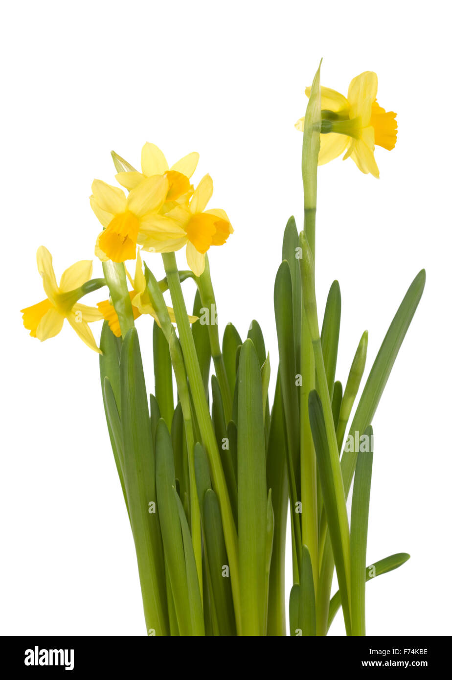 Narcis flower hi-res stock photography and images - Alamy