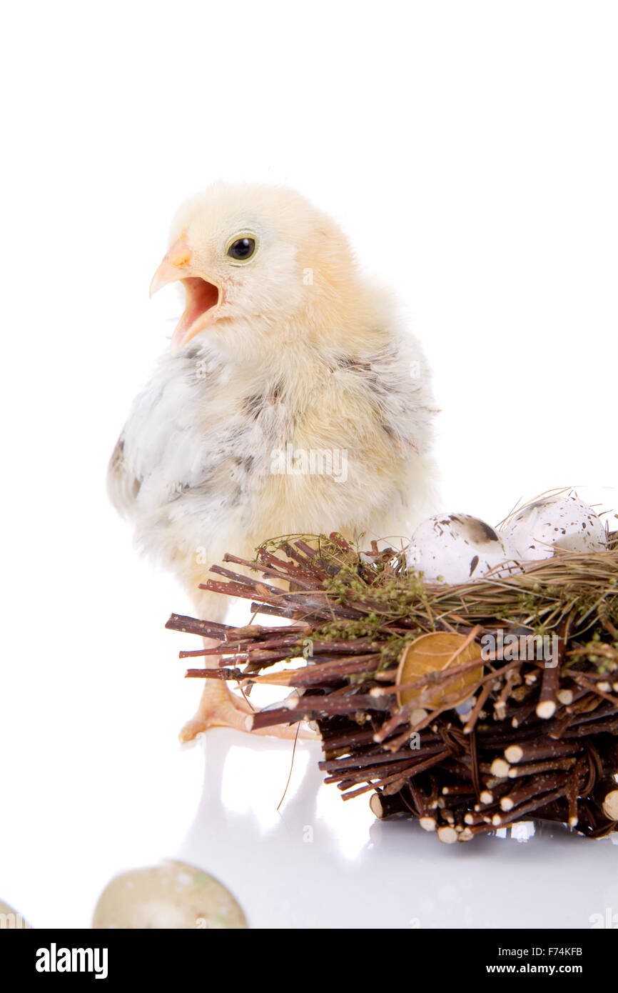 Screaming baby chicken Stock Photo - Alamy