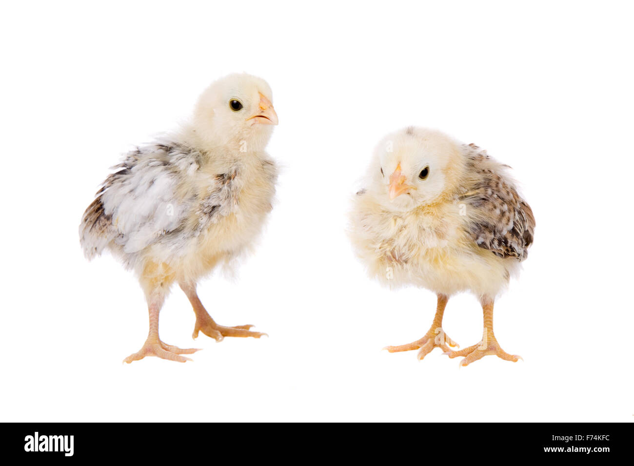 Young chickens hi-res stock photography and images - Alamy