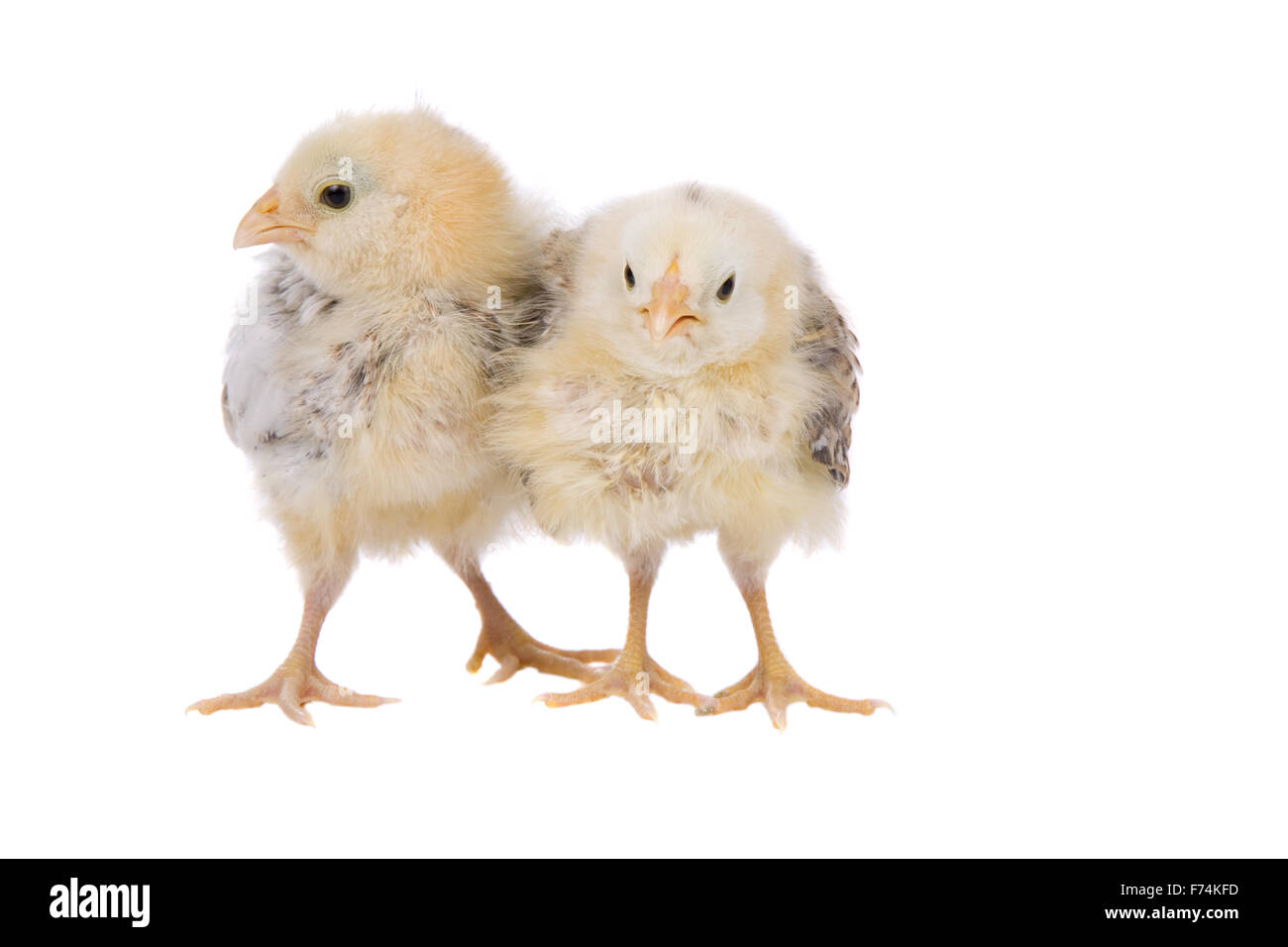Two weeks old chicks Stock Photo - Alamy