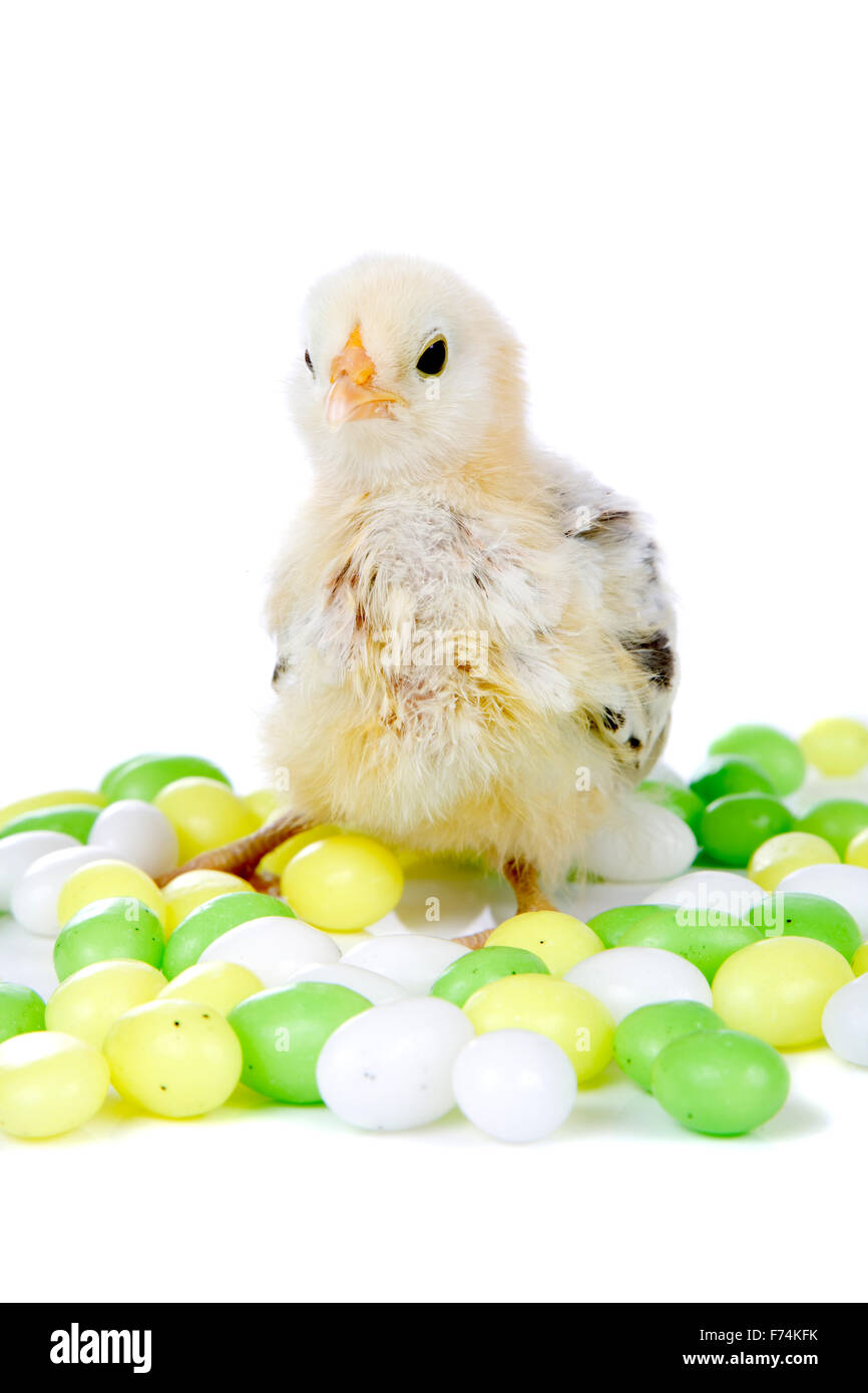 Cute fluffy yellow easter chick hi-res stock photography and images - Alamy
