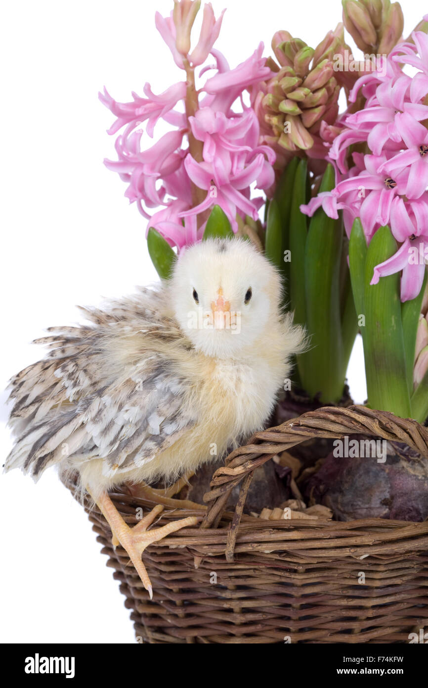Signs spring chicken hi-res stock photography and images - Alamy