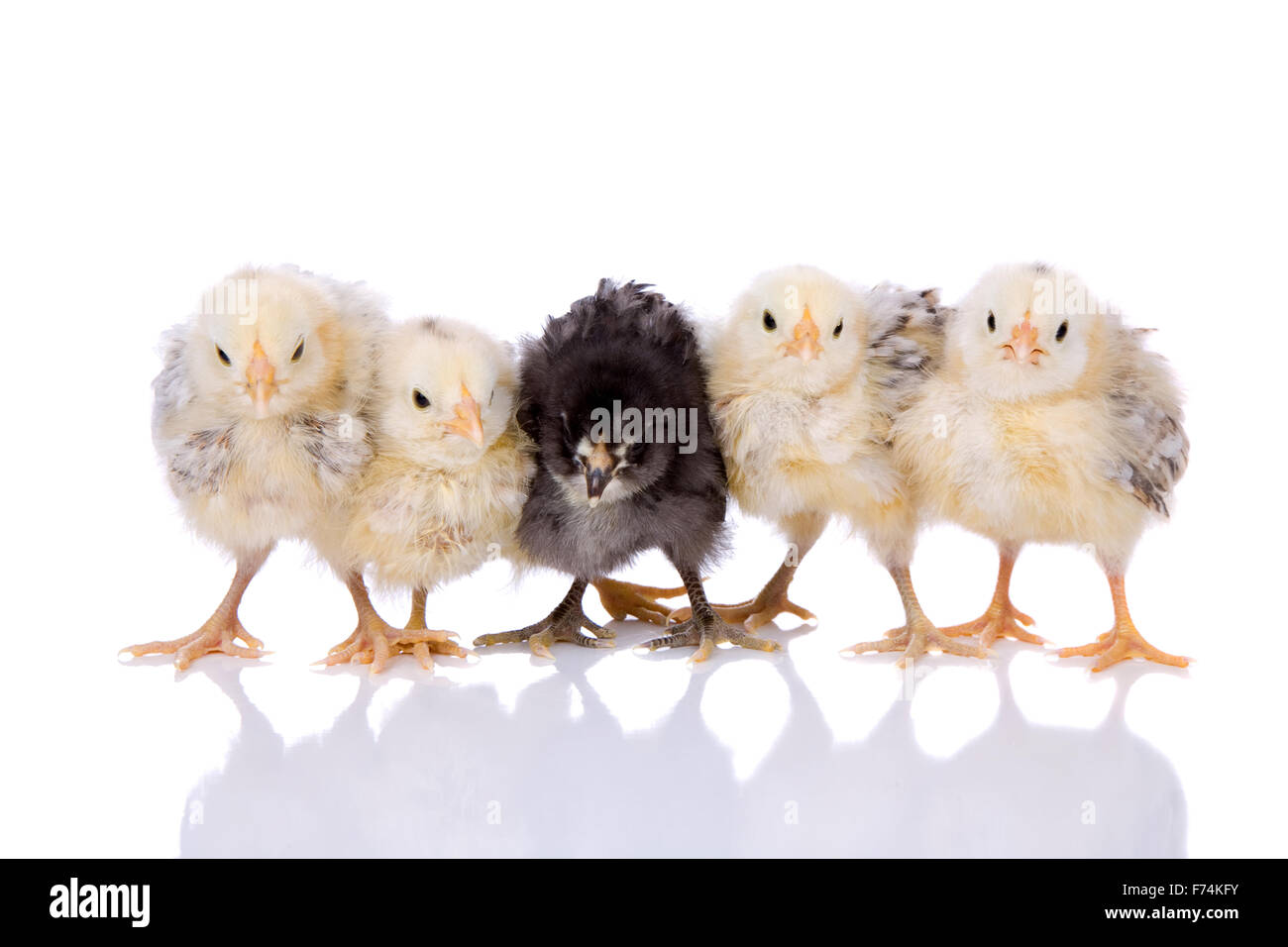 Five in a row Stock Photo - Alamy