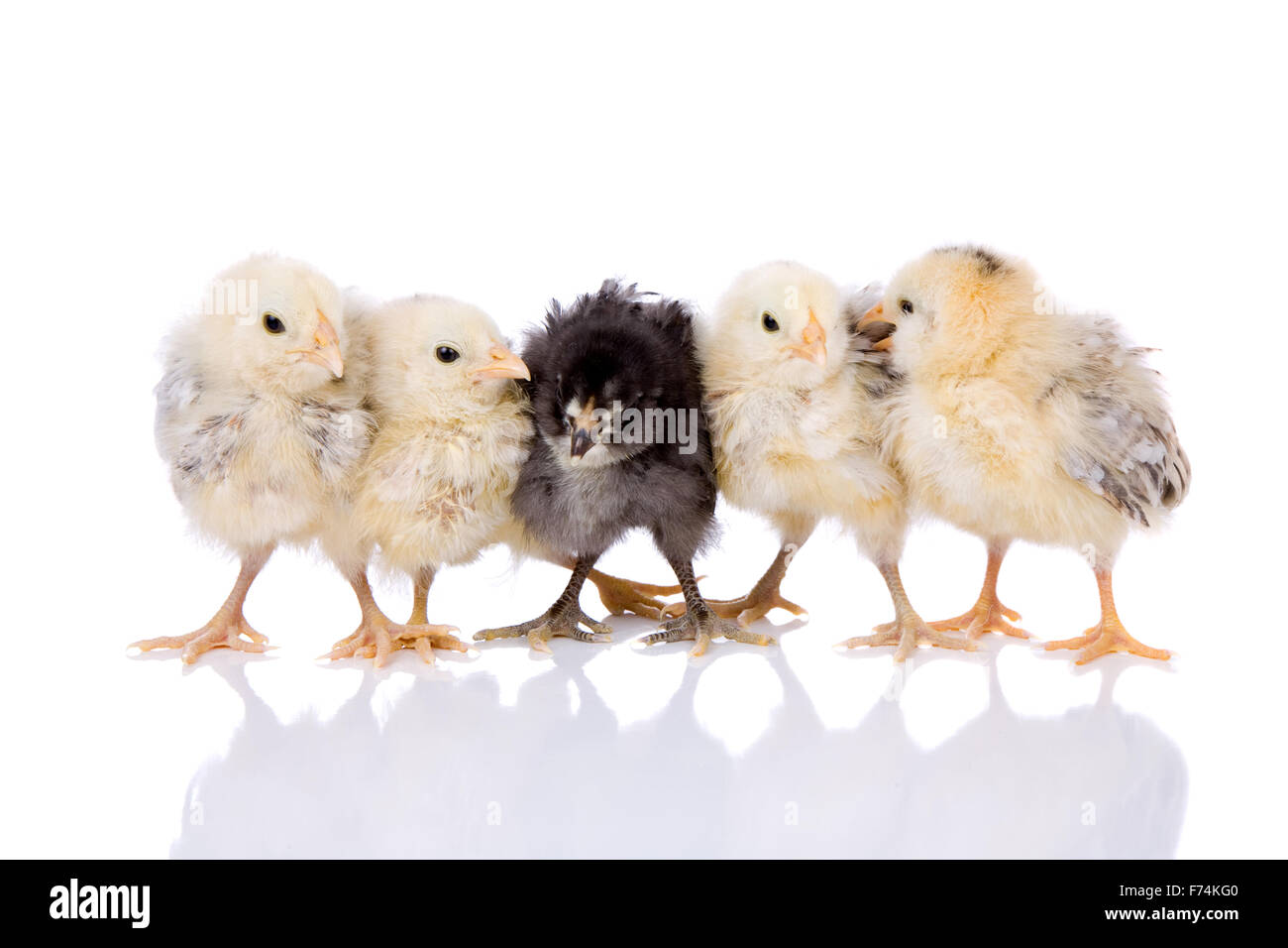 Five chicks in a row Stock Photo - Alamy