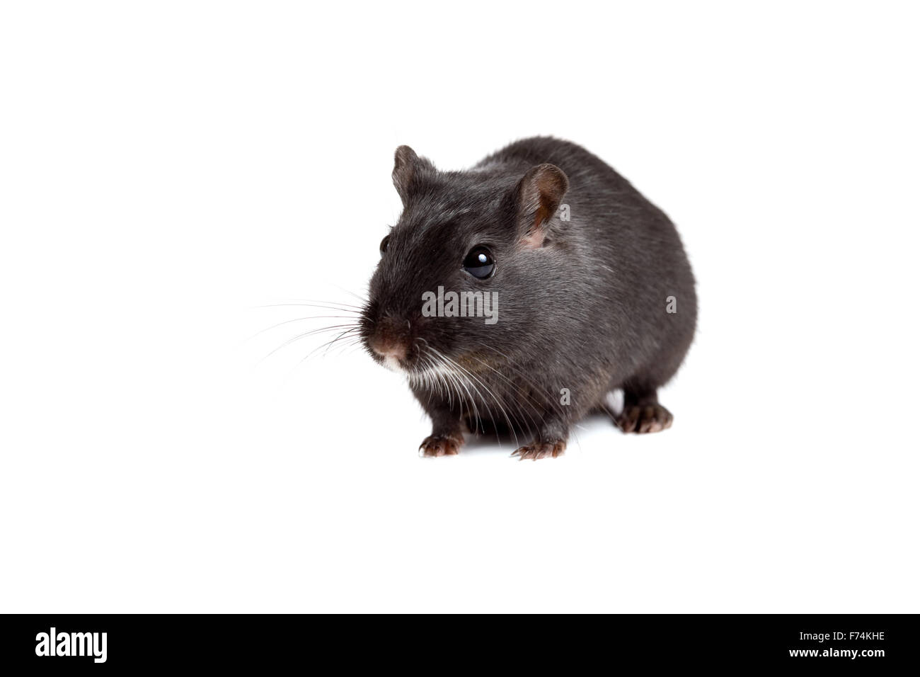Black gerbil hi-res stock photography and images - Alamy