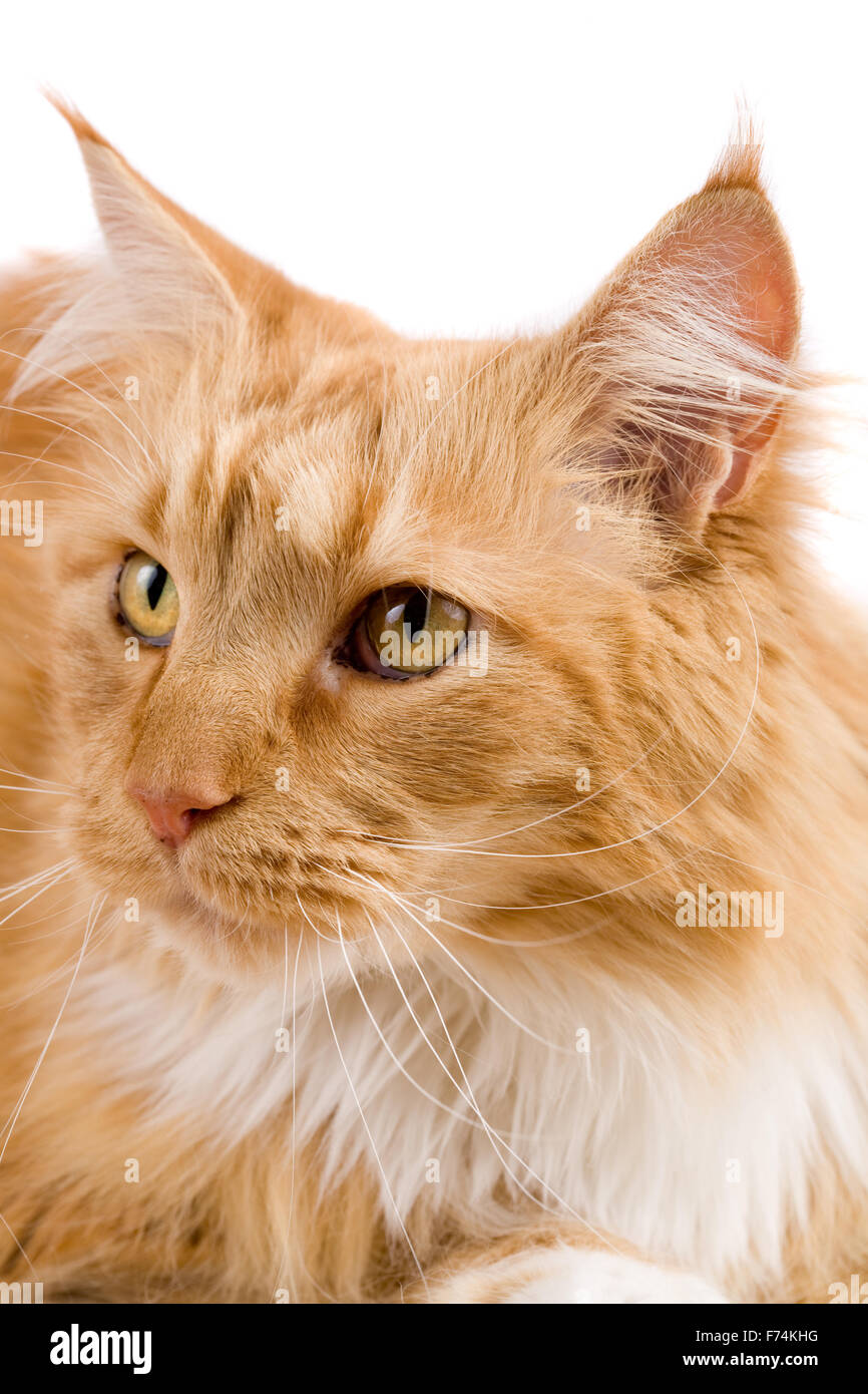 Main coone cat hi-res stock photography and images - Alamy