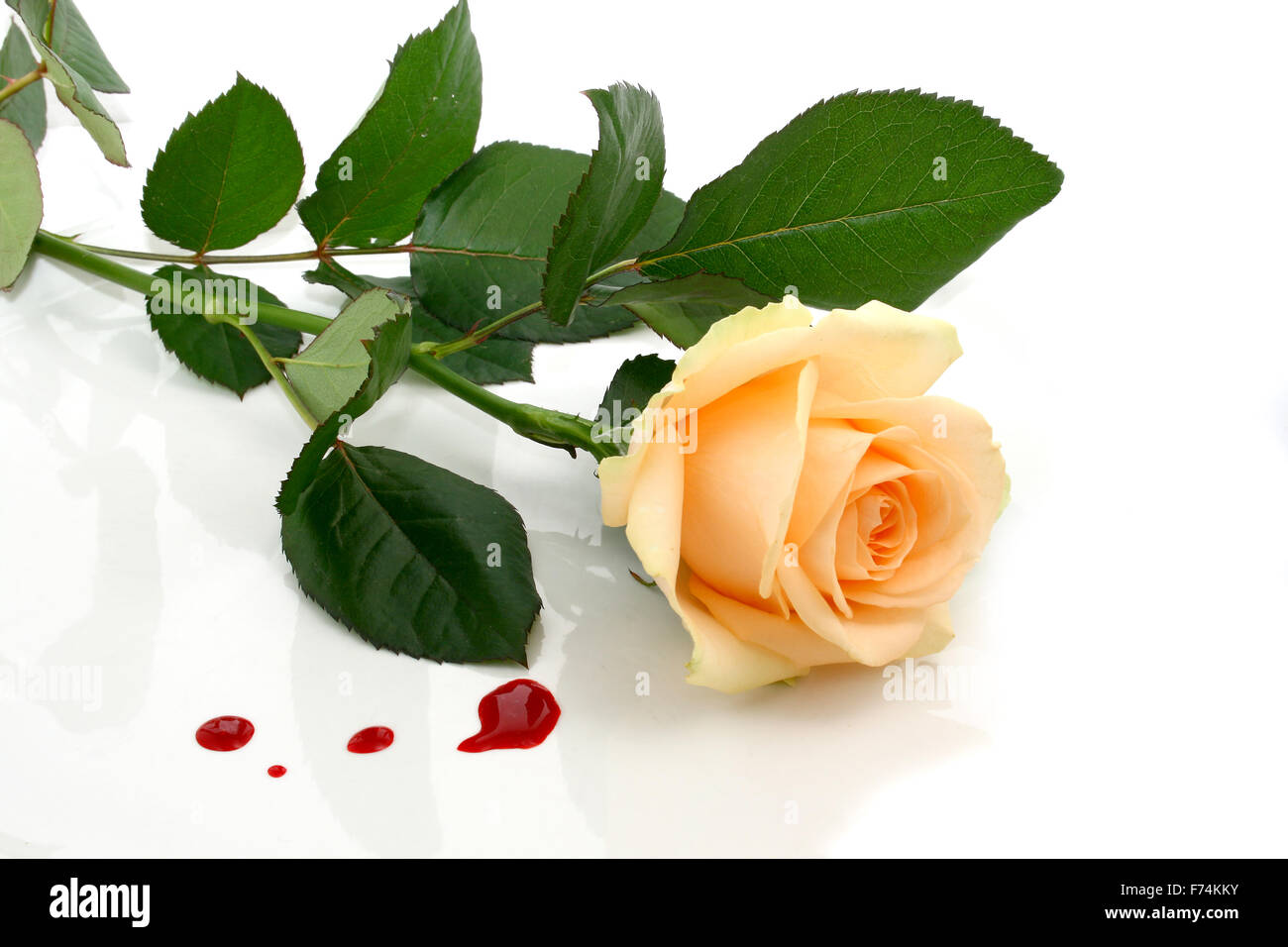Blood drop rose hi-res stock photography and images - Alamy