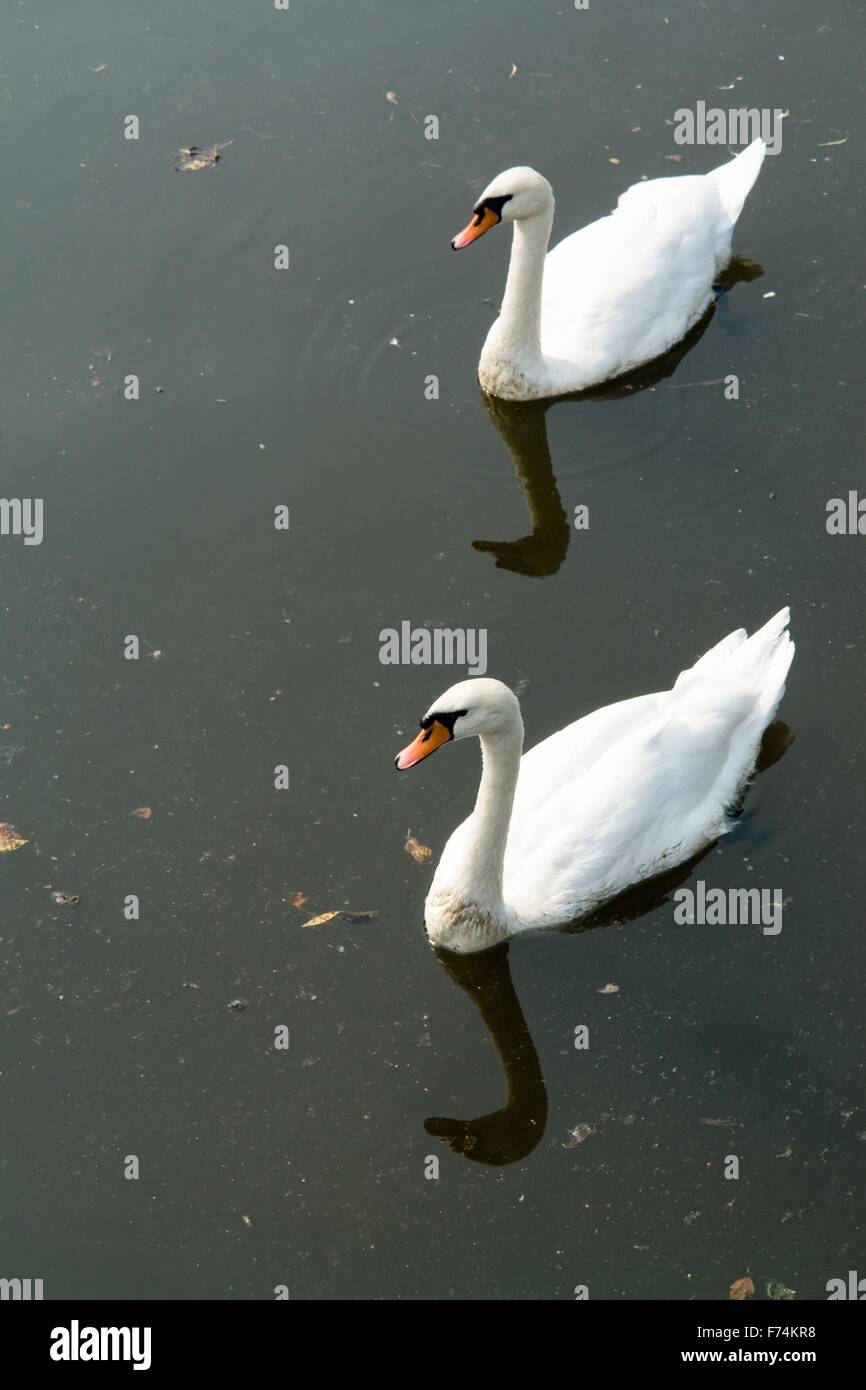 Two white swans Stock Photo - Alamy