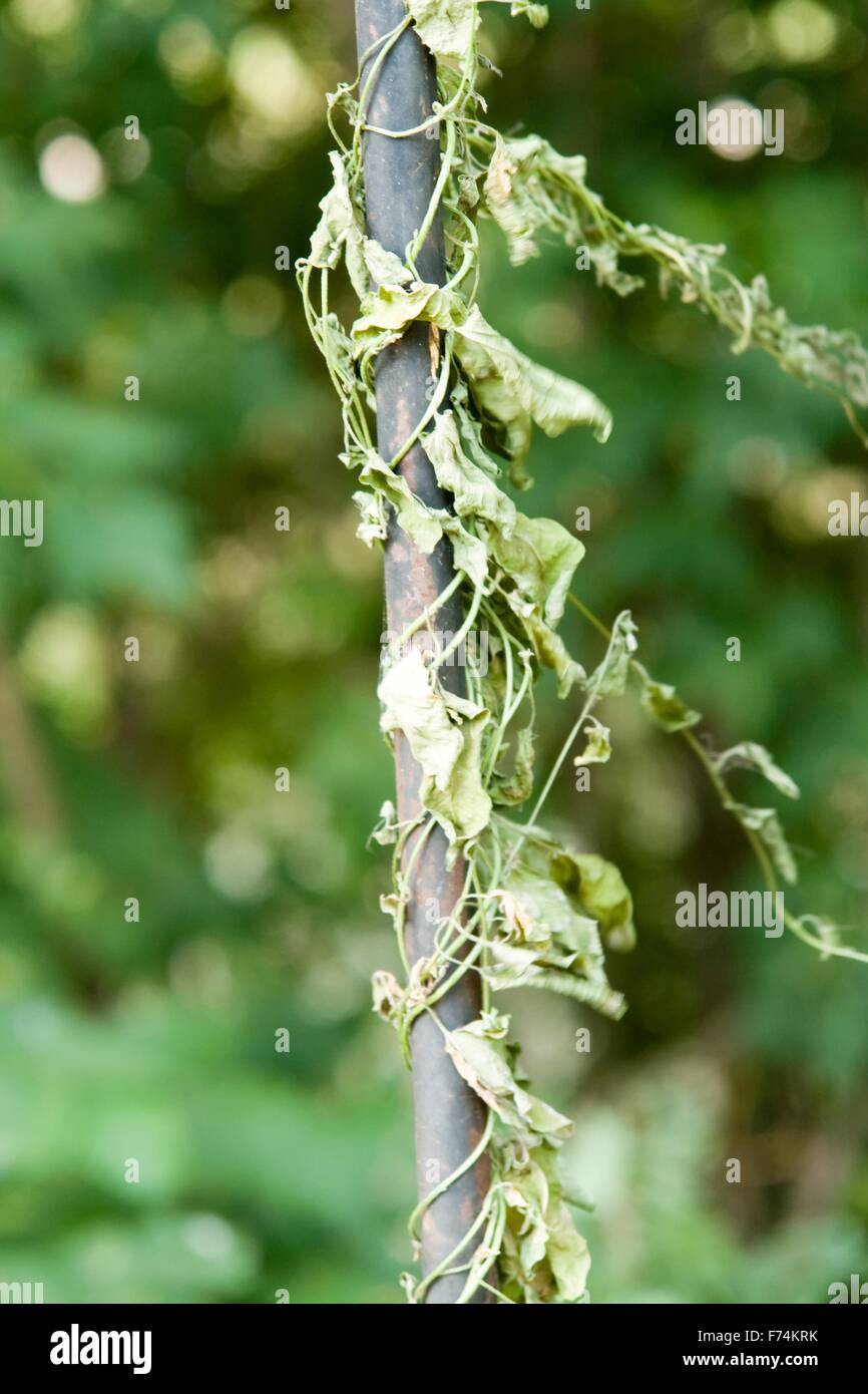 Bindweed vine hi-res stock photography and images - Alamy