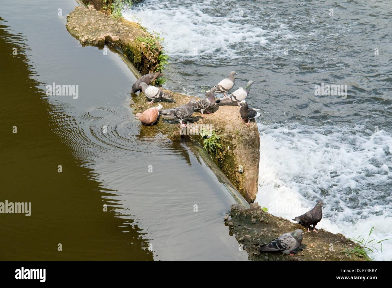 Healthy environment for pigeons hi-res stock photography and images - Alamy