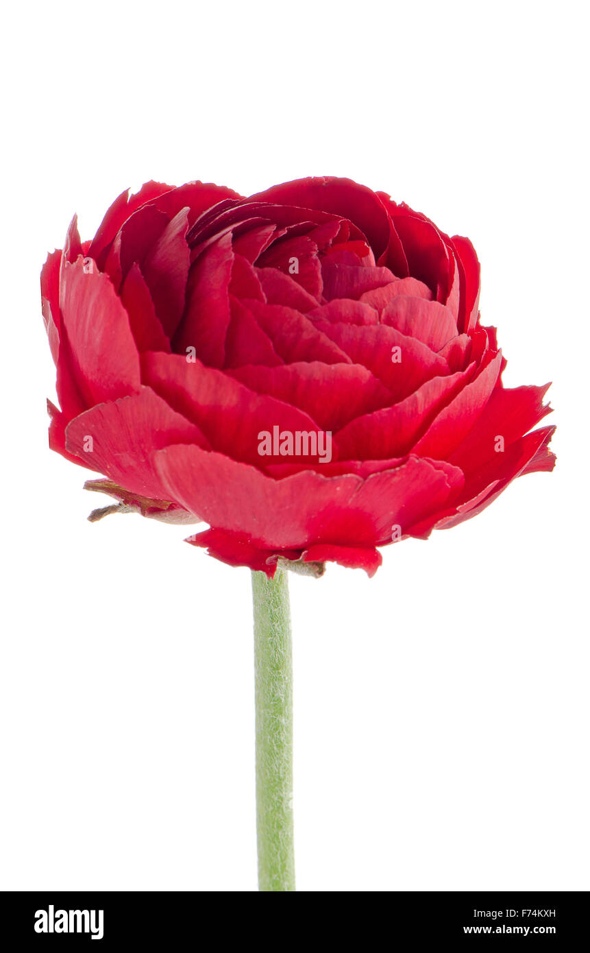 Beautiful red eustoma isolated on white background Stock Photo - Alamy