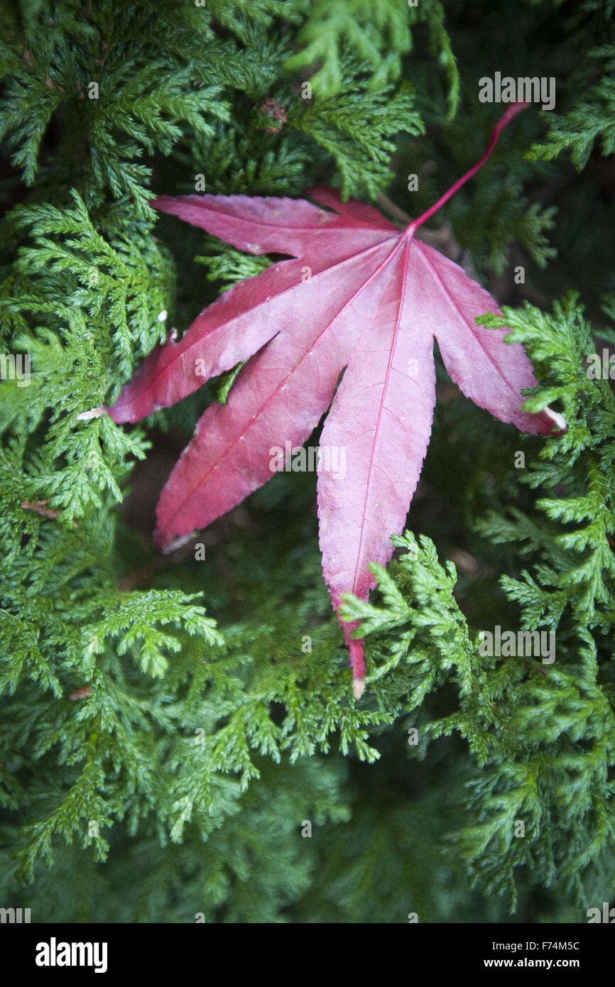 Seattle, Washington, USA. 20th Nov, 2015. Leaves turn and fall in ...