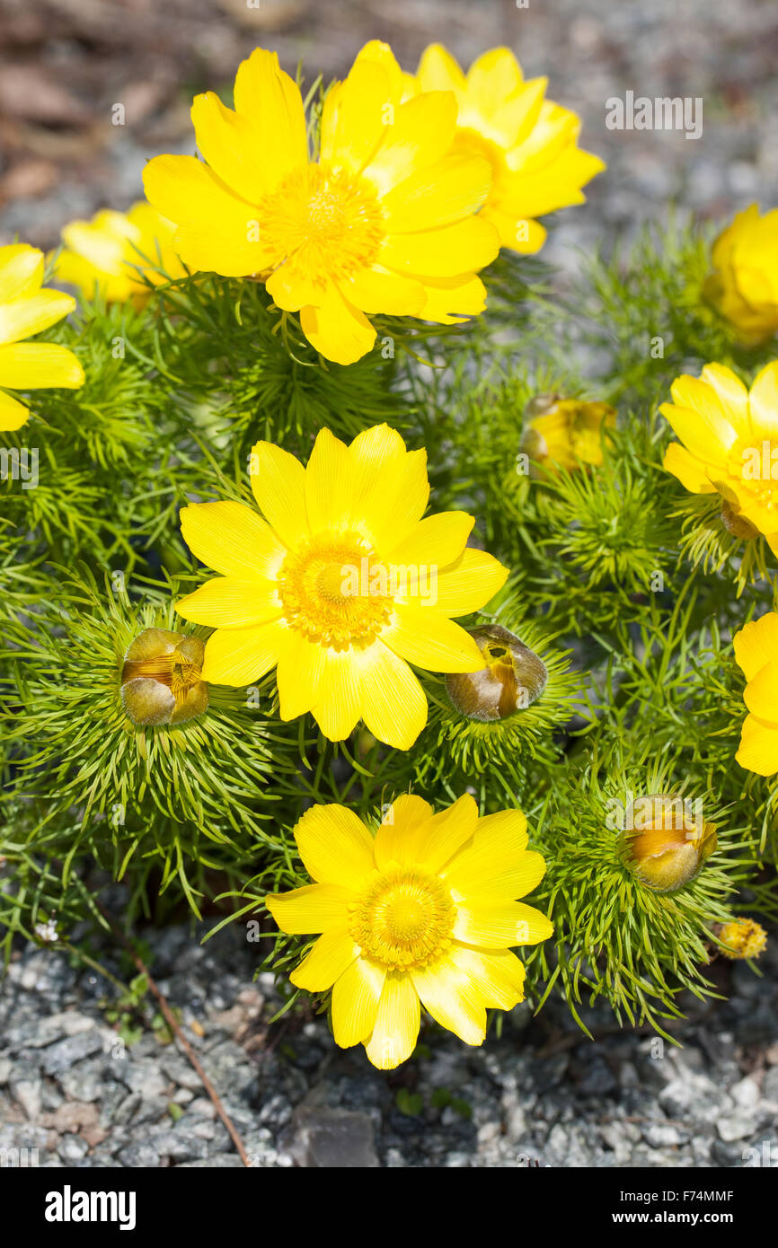 Adonis de printemps hi-res stock photography and images - Alamy