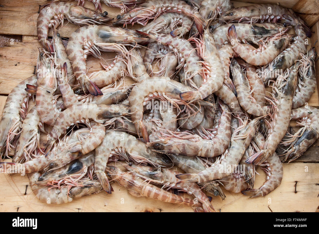 Tiger prawn fishing hi-res stock photography and images - Alamy