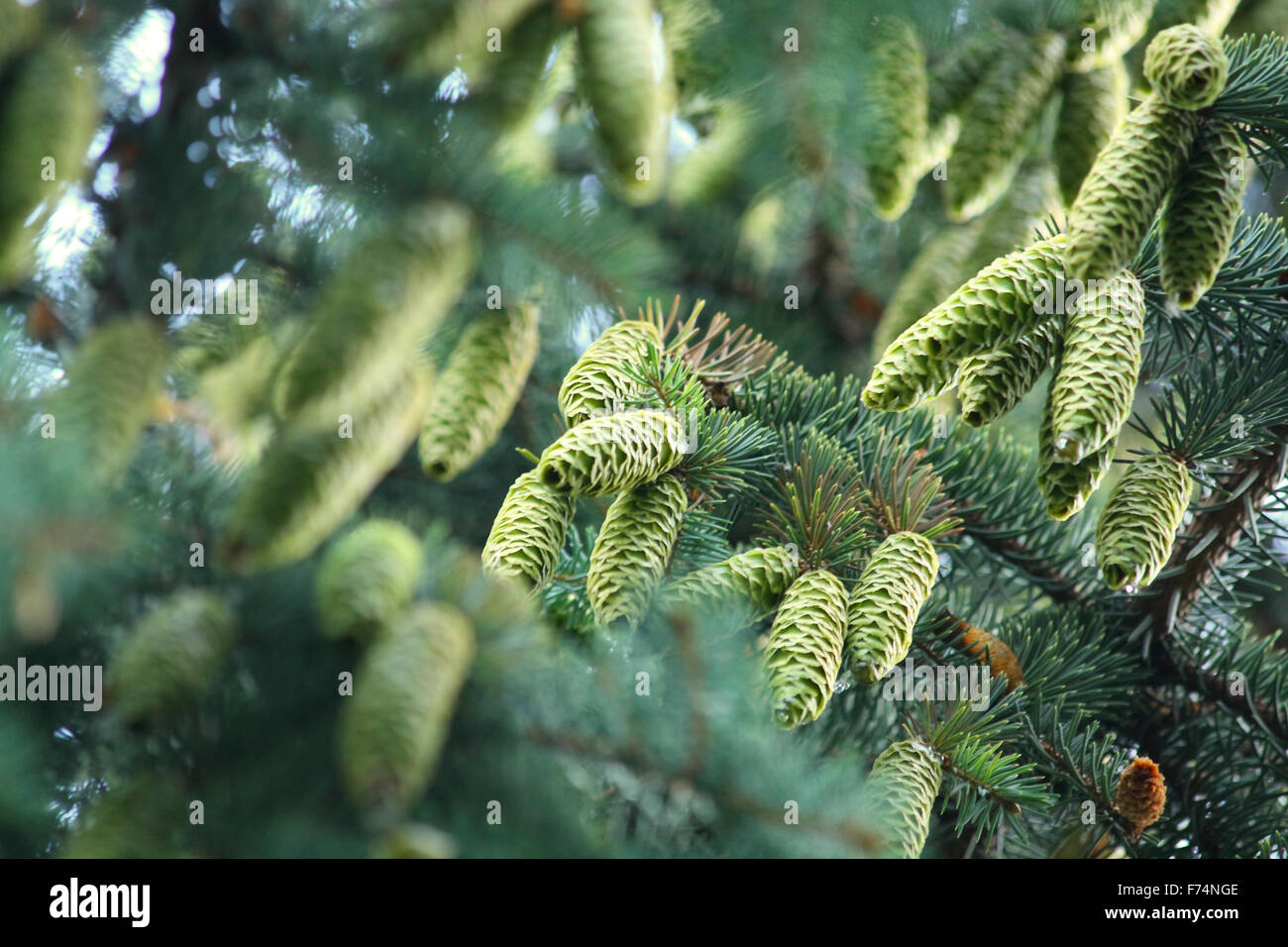 Pine cons hi-res stock photography and images - Alamy