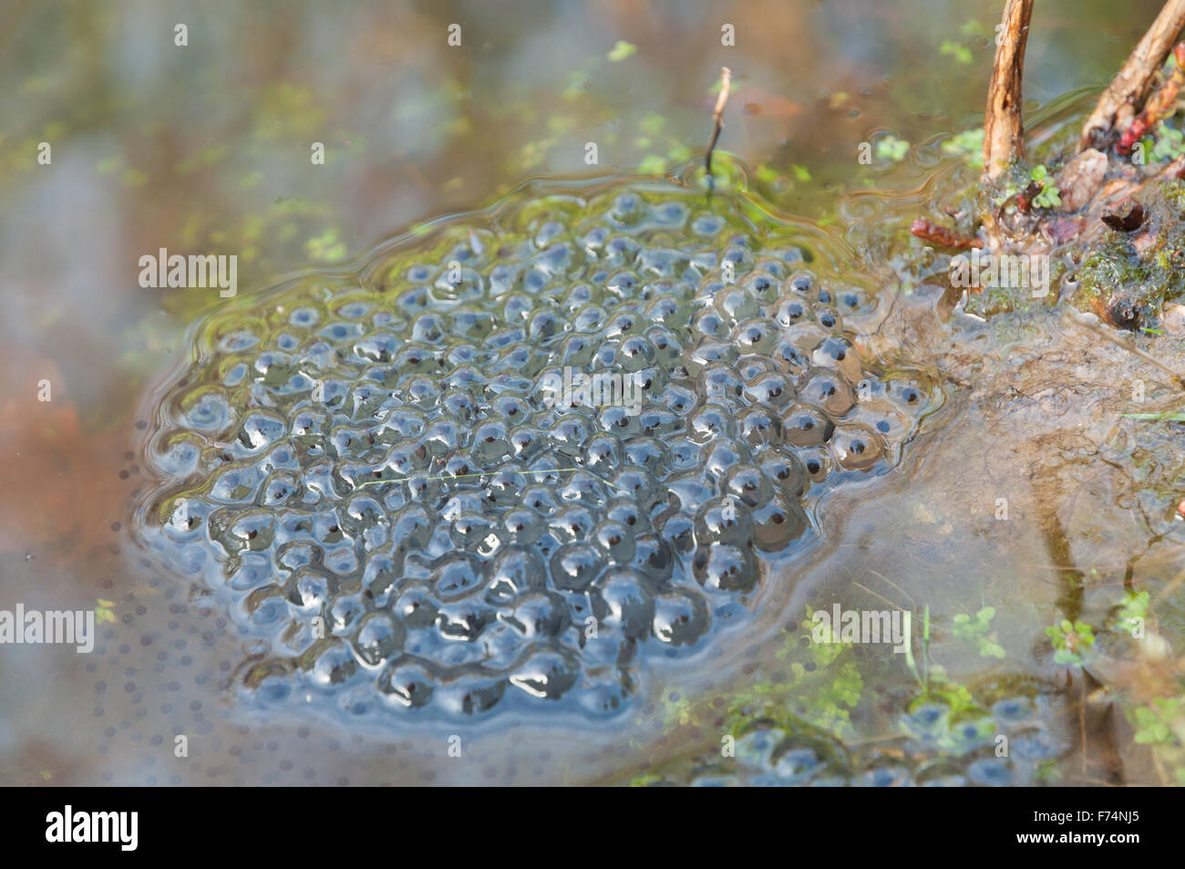 Large clump of spawn of Common Frog in garden pond Stock Photo - Alamy
