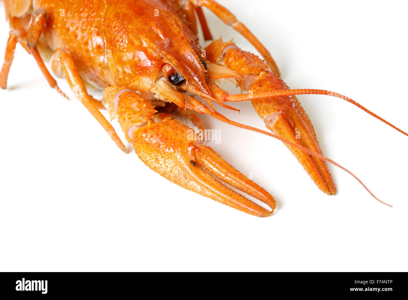 Crayfish carapace hi-res stock photography and images - Alamy