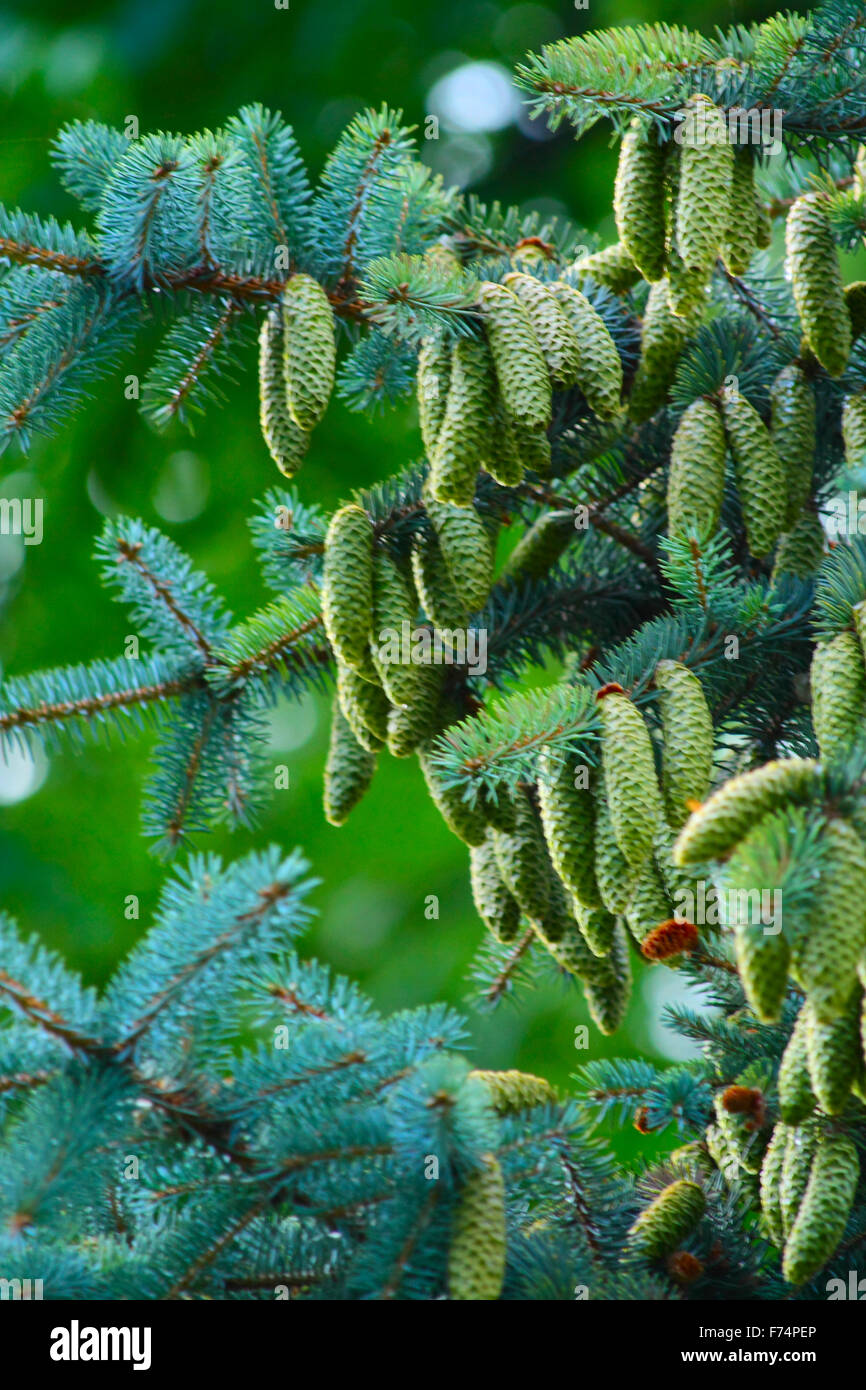 Pine cons hi-res stock photography and images - Alamy