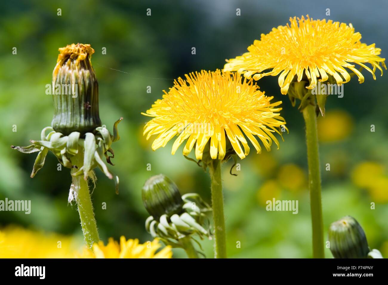 Two yellow dandelions Stock Photo - Alamy