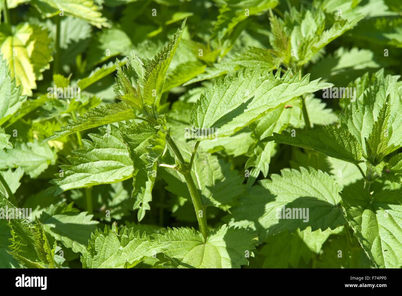 Stinging nettle close up hi-res stock photography and images - Alamy