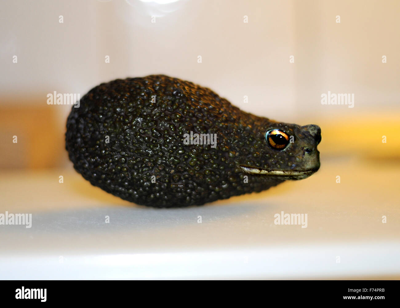 Avocado with eyes hi-res stock photography and images - Alamy