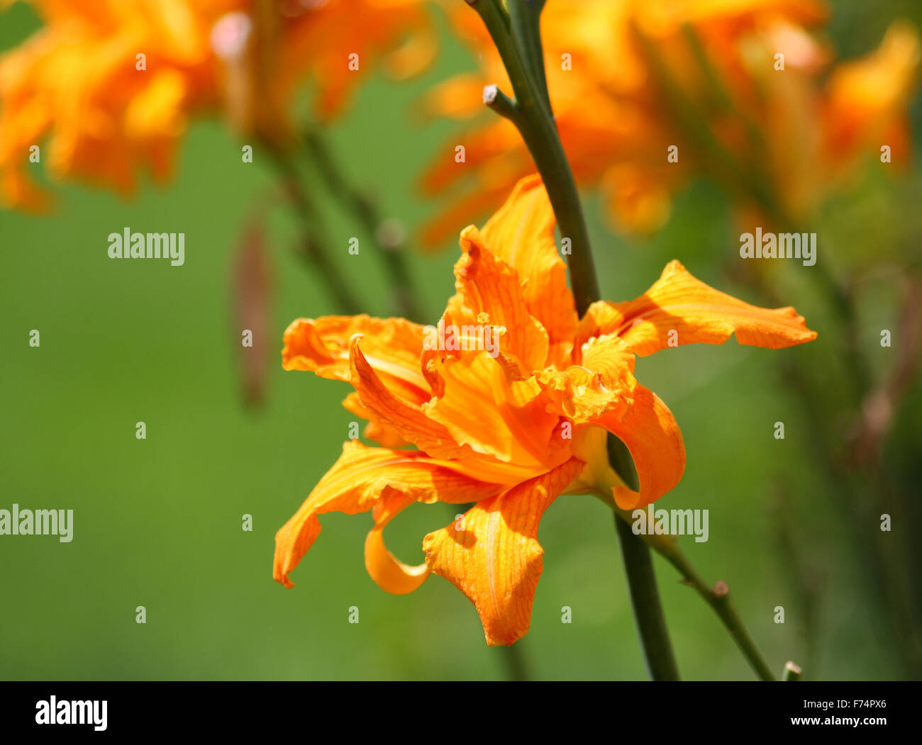 Lilium golden hi-res stock photography and images - Alamy