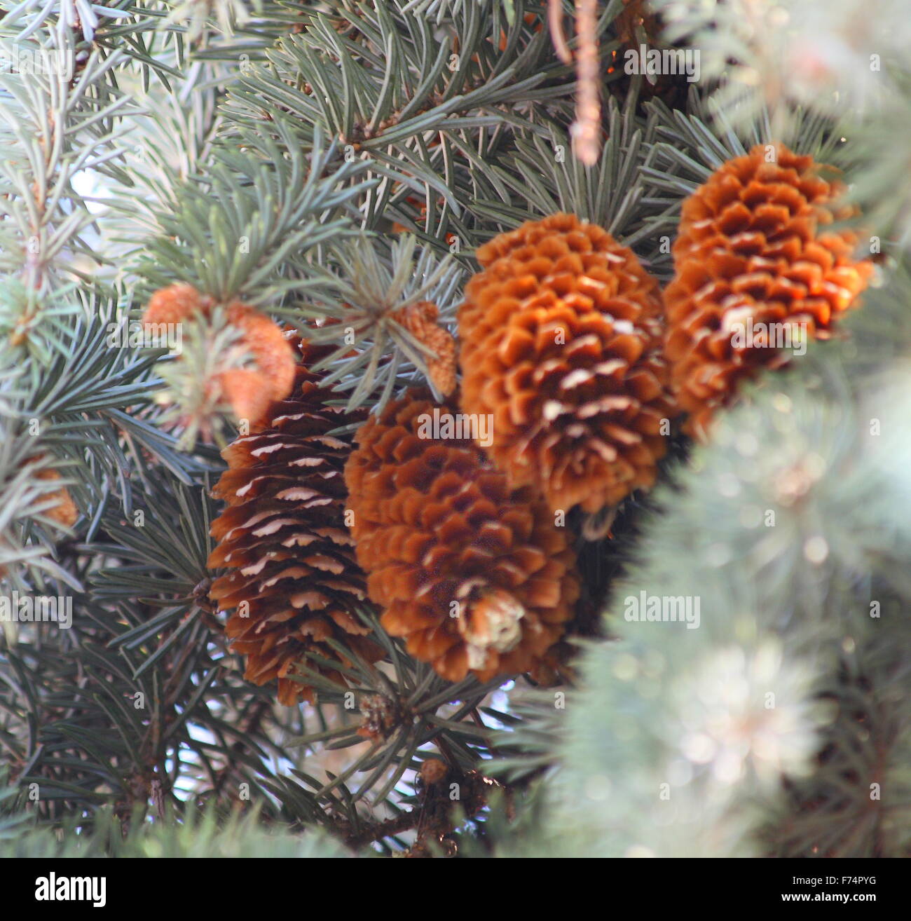 Conifer con hi-res stock photography and images - Alamy