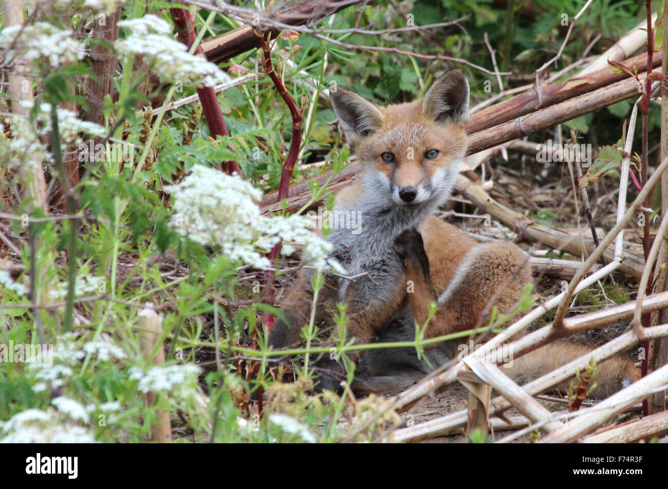 Red fox vulpes vulpes grooming hi-res stock photography and images - Alamy