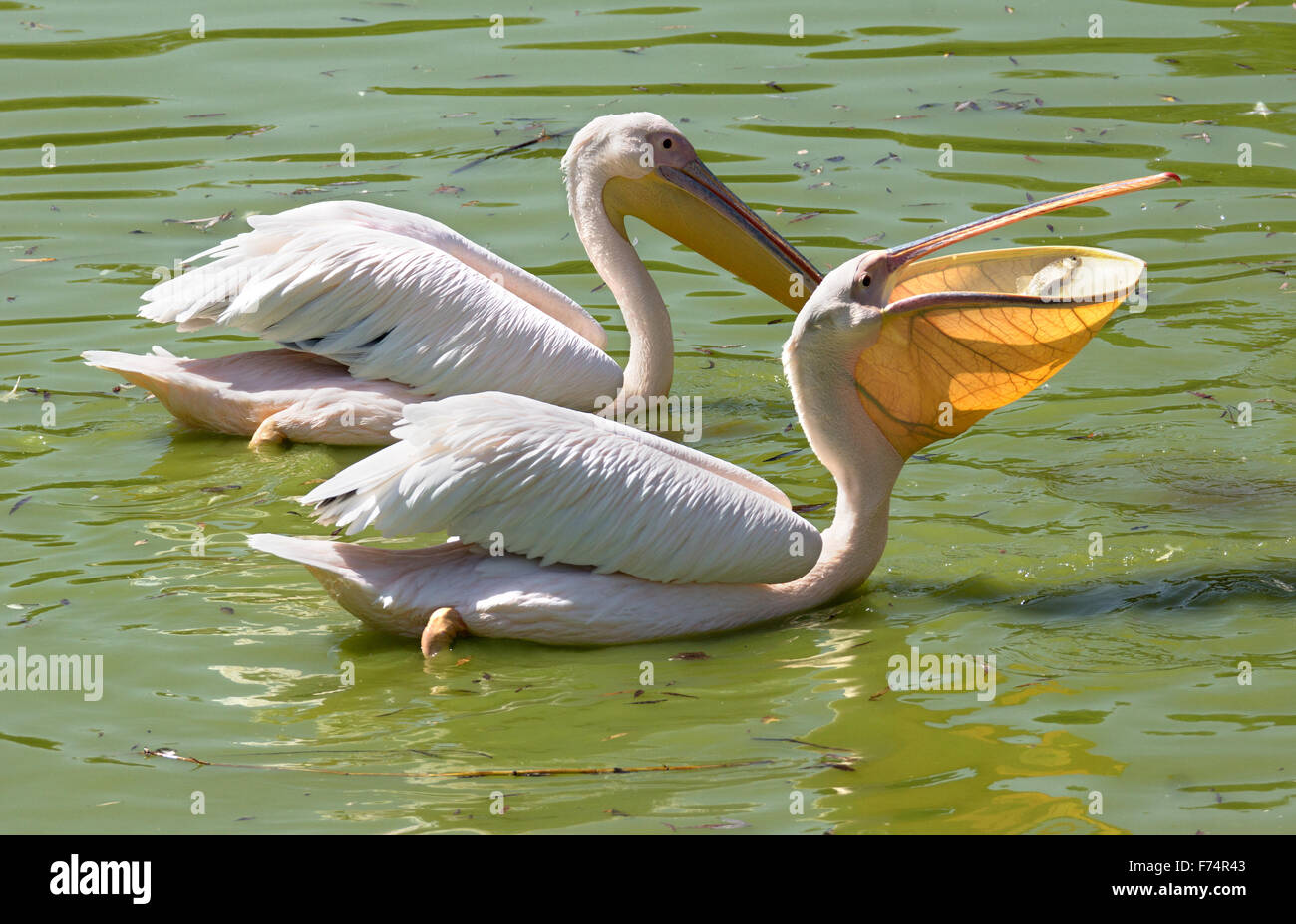 Pelican swallows fish while swimming in lake Stock Photo - Alamy