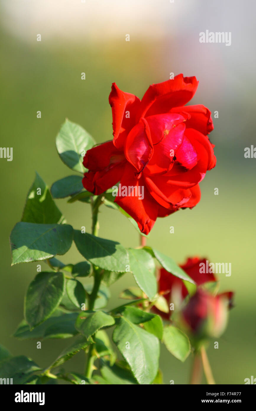 Rose prickles hi-res stock photography and images - Alamy