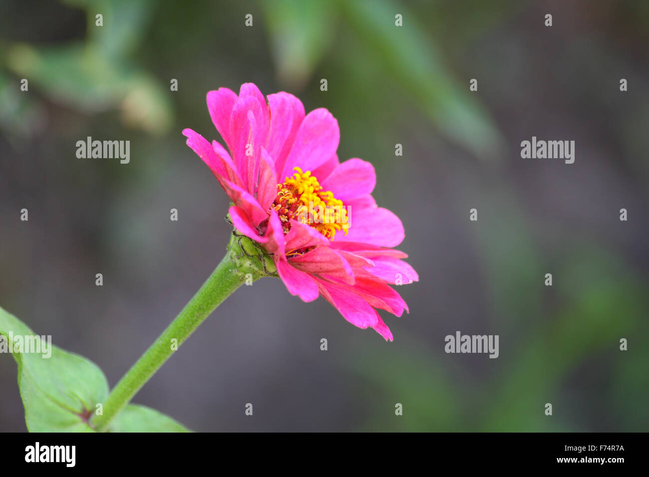 Flora mayor hi-res stock photography and images - Alamy